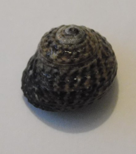 TEGULA EISENI Shell Seashell 17.12 CALIFORNIA | eBay