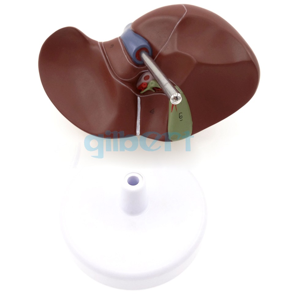 Human Liver Simulation Model Medical Anatomy PVC Natural Life Size | eBay