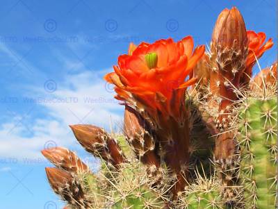 CACTUS CACTI FLOWERS RED DESERT HOT BLUE PHOTO ART PRINT POSTER PICTURE ...