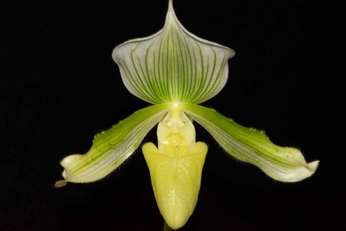 Paphiopedilum Janet Kunkle #2, in flower | eBay