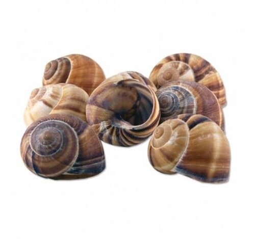 Escargot Snail Shells Empty Premium Jumbo Large 36 pieces | eBay Australia