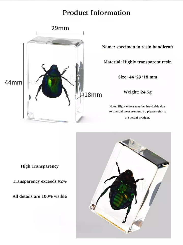 30Pcs Real Insect Specimen Bugs in Resin Collection Beetle in Resin ...