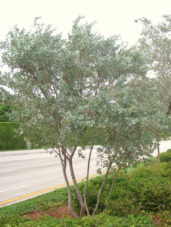 Conocarpus Erectus Sericeus florida native wild tree bonsai shrub seed ...