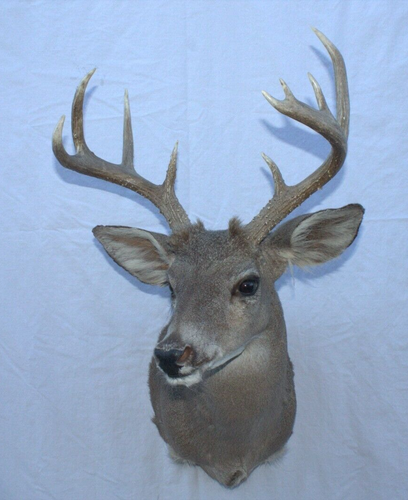 Coues Whitetail Deer Head Shoulder Mount Taxidermy cabin decor Huge 4x5 ...
