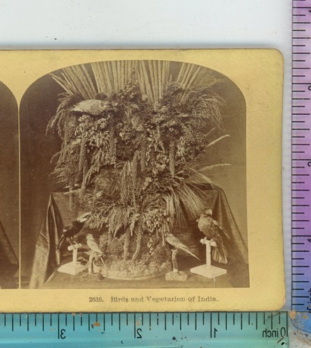 Birds and Vegetation of India Kilburn Stereoview | eBay