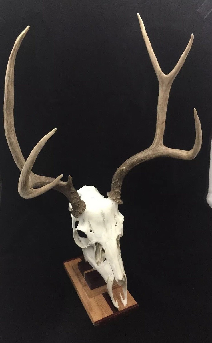 Mule Deer Skull