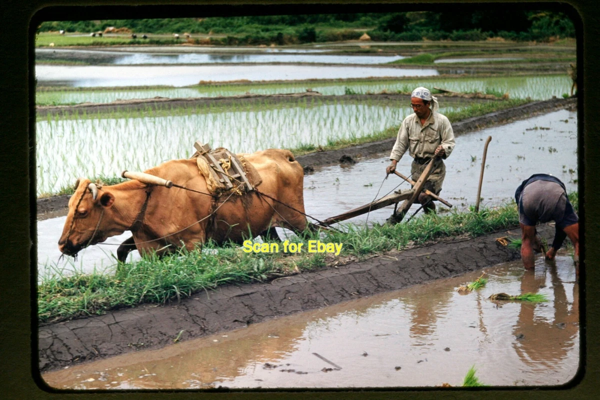Early Humans Farming