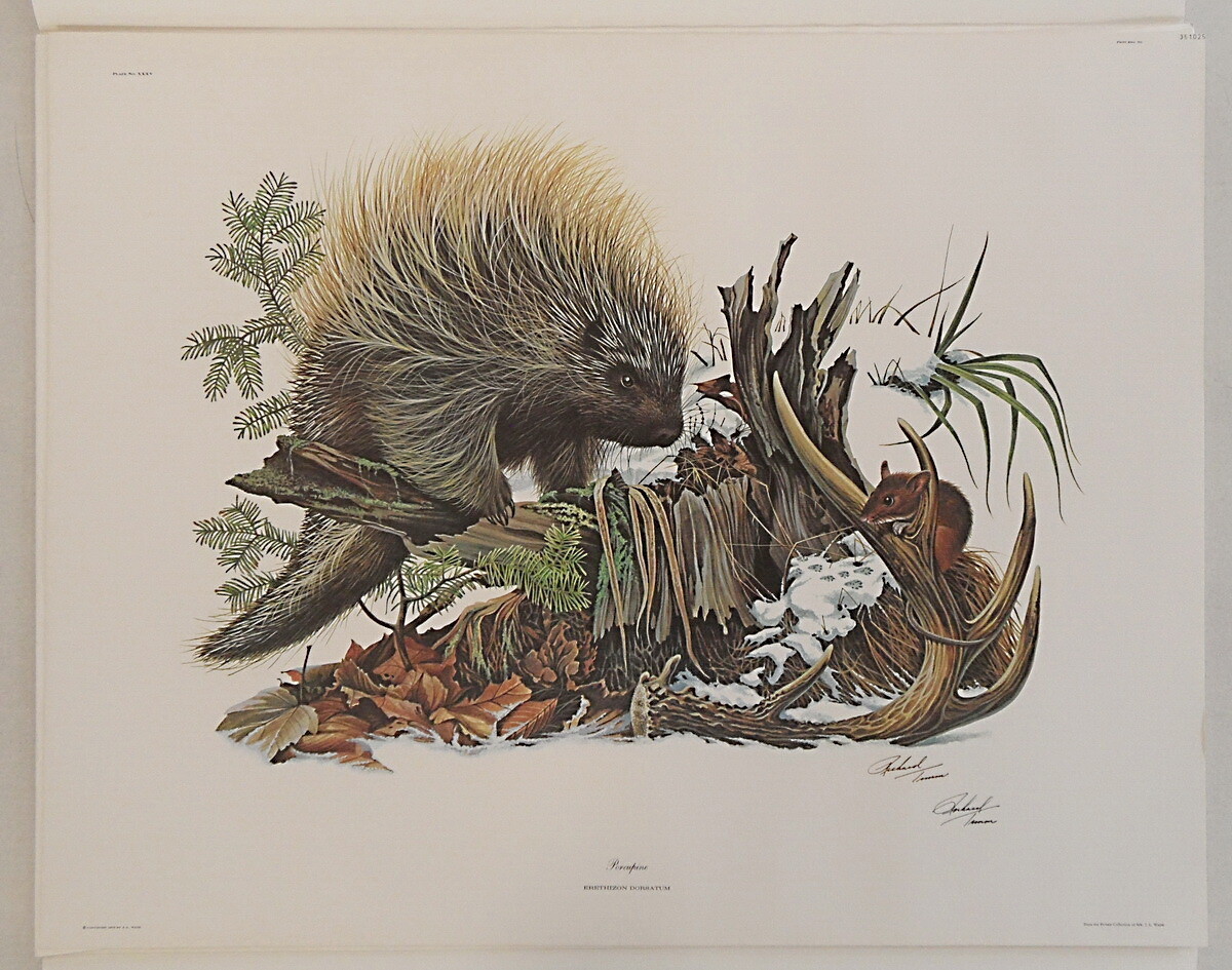 Richard Timm Porcupine 22"x28" Registered & Signed Lithography Fine Art ...