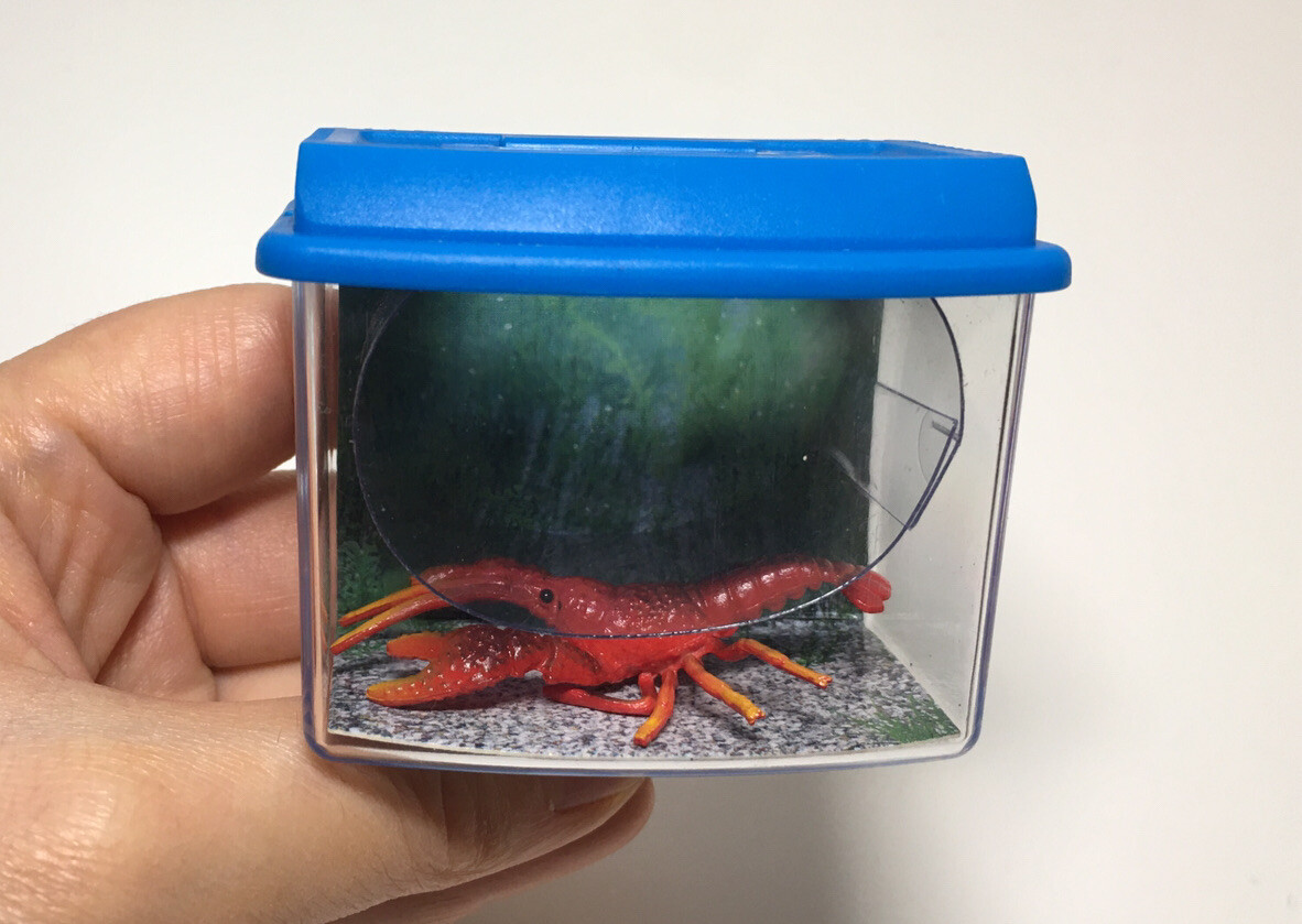 Red Crayfish Aquarium