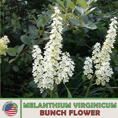 100 Bunch Flower Seeds, Melanthium virginicum, Native Perennial ...