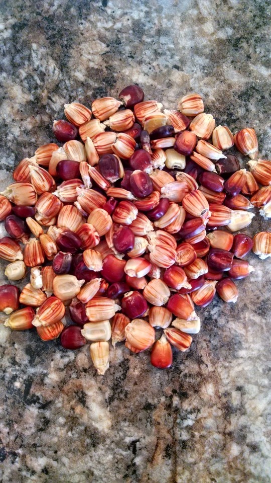 1 LB Speckled Corn Seed Hop McConnell Dent Variety Open Pollinated NON ...