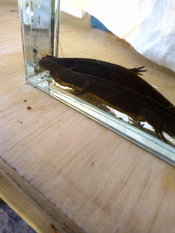 Eastern Newtt | eBay