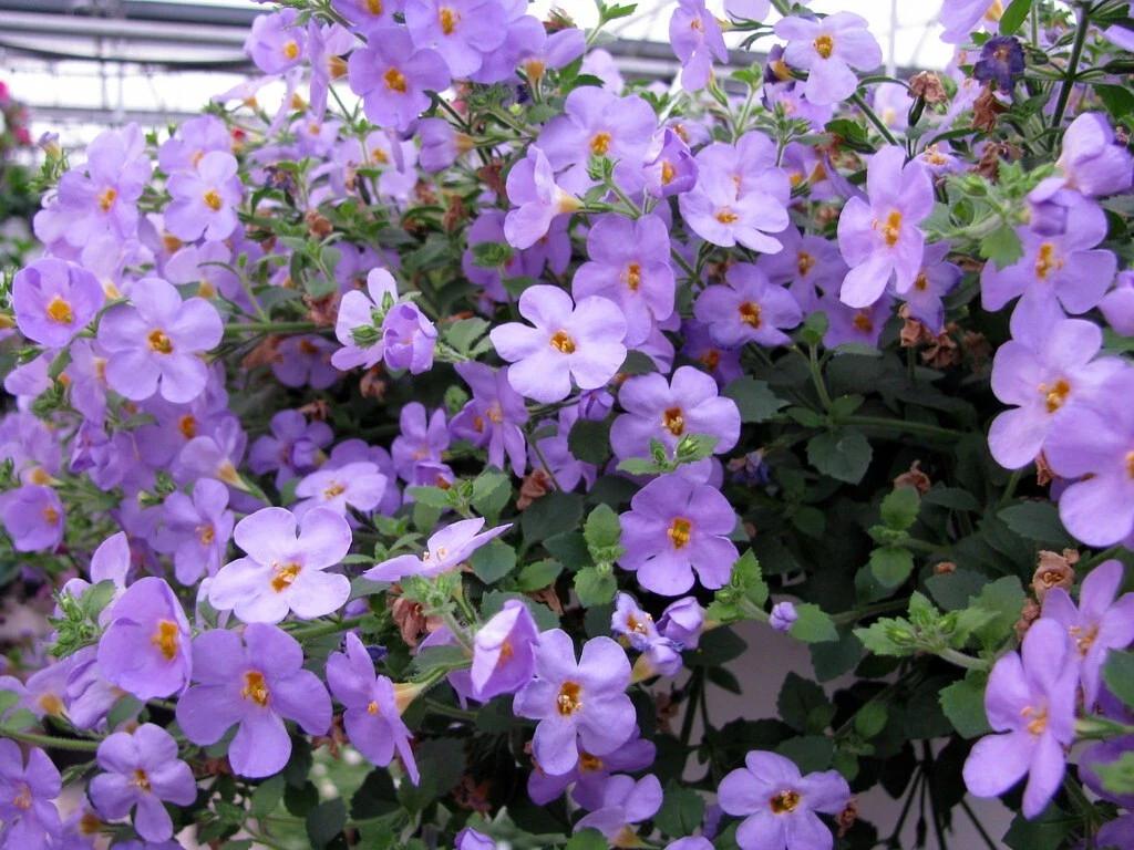 Bacopa Blue