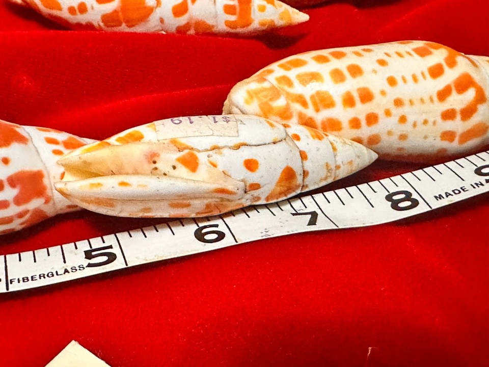 Sea Shells Mitre episcopalis Linne Lot of 7 Found Philippines (S-51) | eBay