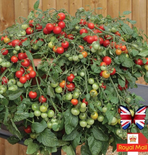 TOMATO 10 SEEDS “PROFUSION F1”RED HANGING TRAILING BALCONY EARLY NO GMO ...