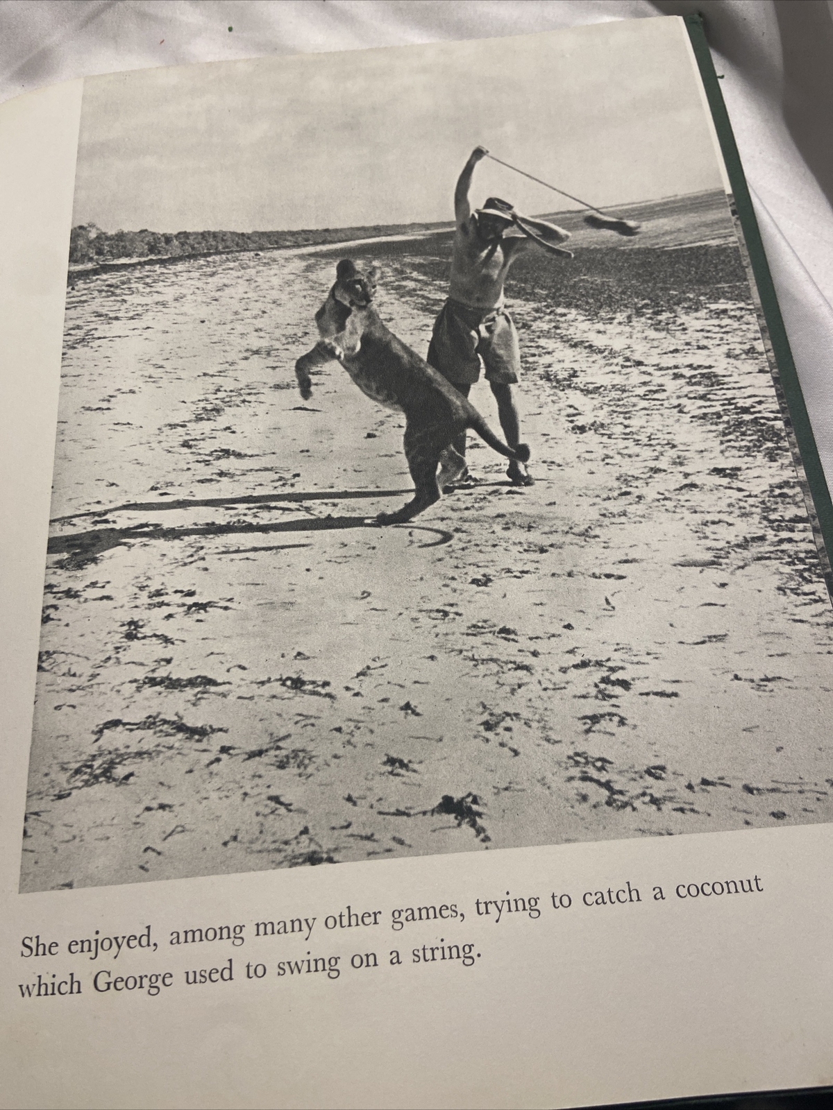 ELSA 1961 by Joy Adamson Vintage Rare “Born Free” Lioness Photos ...