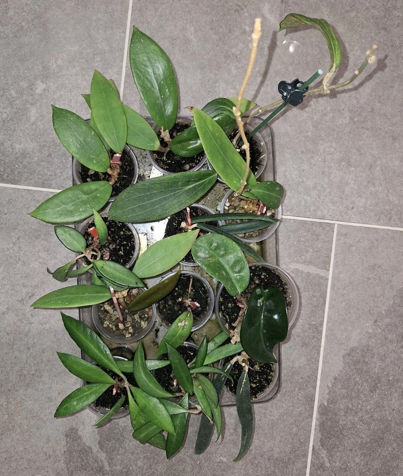 Hoya bundle of 12 - well rooted/established bundle (tray A ...