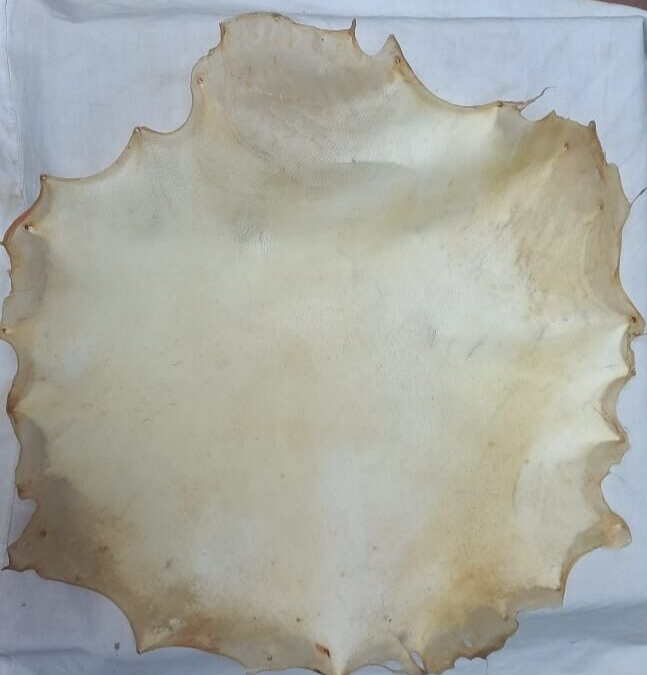 14 16,18 inch set.Banjo Snare Marching Dejembe Bodhran NATURAL UNCUT ...