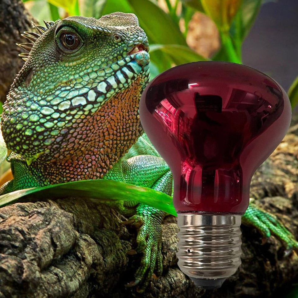 InfraRed Solar Basking Spot Reptile Heat Lamp (E27) Vivarium Light Bulb ...