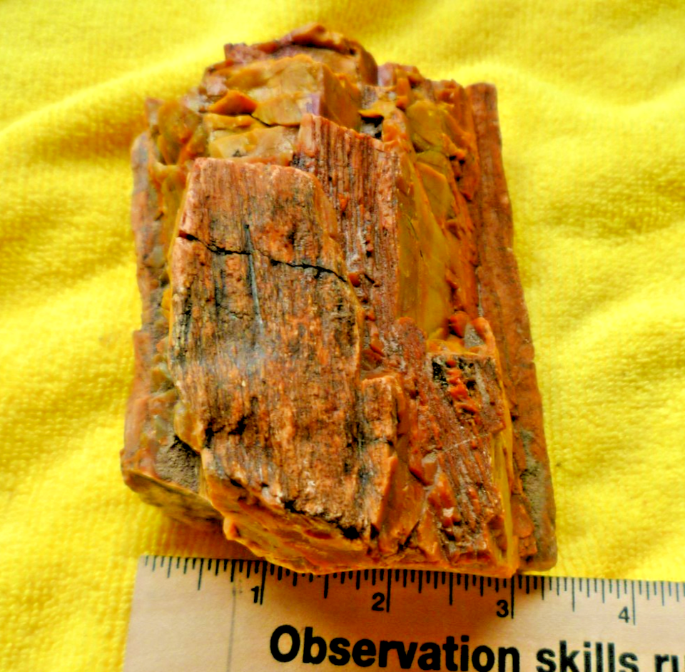 Arizona Rainbow Petrified Wood Natural State Beautiful Limb w/ Bark 2 ...