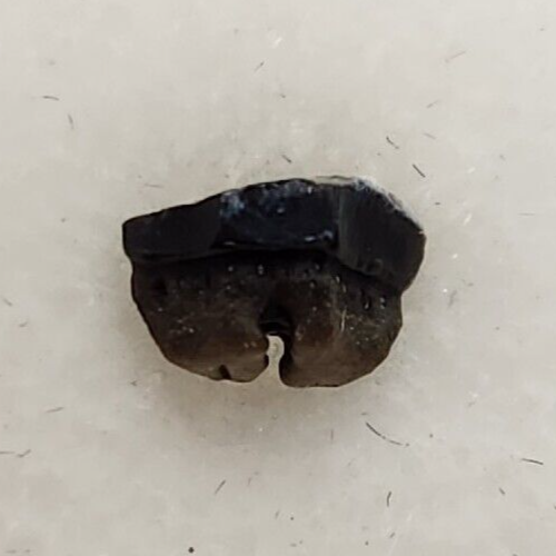 Myledaphus Stingray Tooth Fossil - Judith River Fm. - Hill Co., MT | eBay