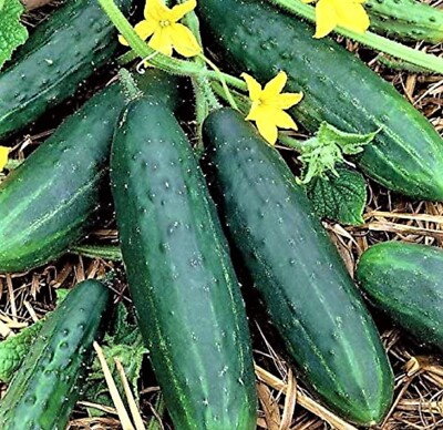 Spacemaster 80 Cucumber Seeds 60+ SEEDS NON-GMO --BUY 4 ITEMS FREE ...
