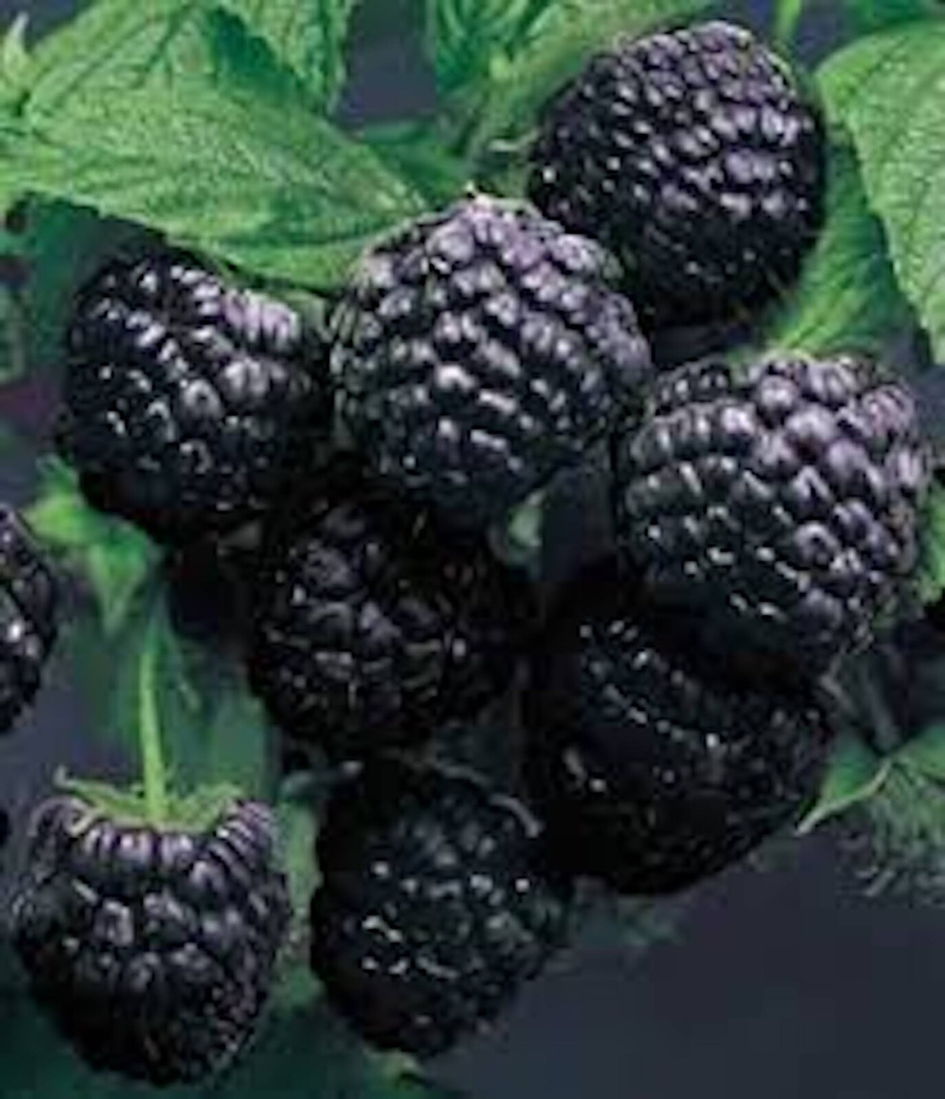 5 Cumberland Black Raspberry Plants Rubus occidentalis 1-2 yr Old Fruit ...