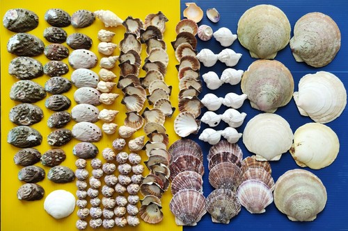 Mixed Lot 140+ Sea Shells Seashells, Abalone, Scallop, Whelk, Flower ...