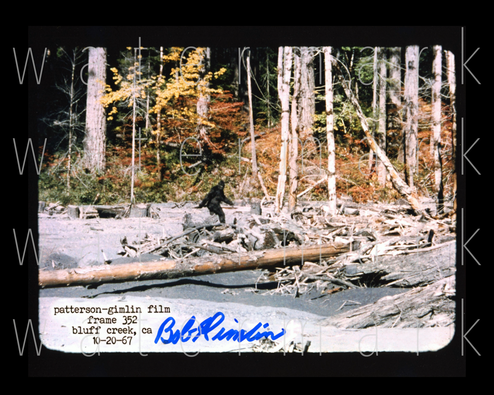 Patterson–Gimlin Bigfoot signed 8X10 print photo poster picture ...
