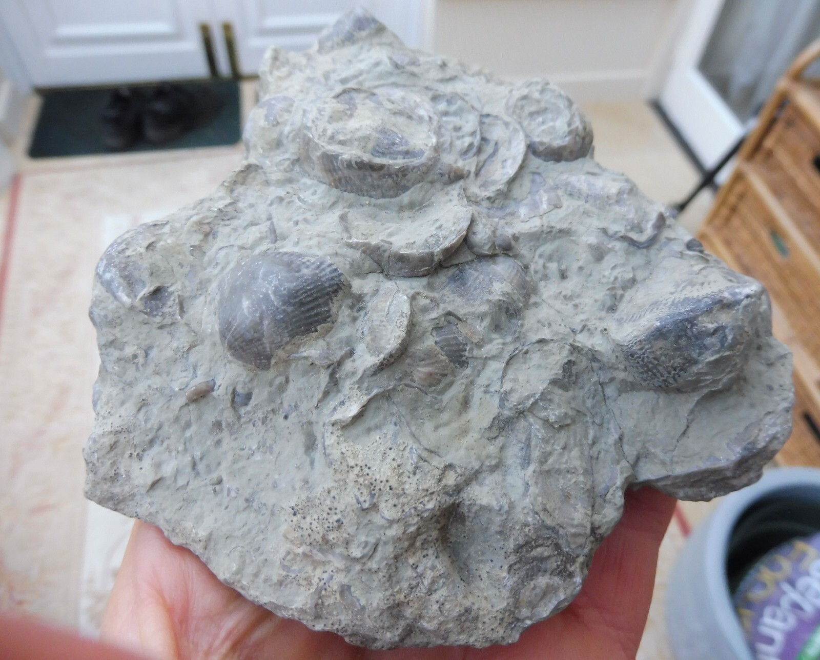 Fossil Brachiopods etc... Wren's Nest (Wenlock Limestone), UK ...