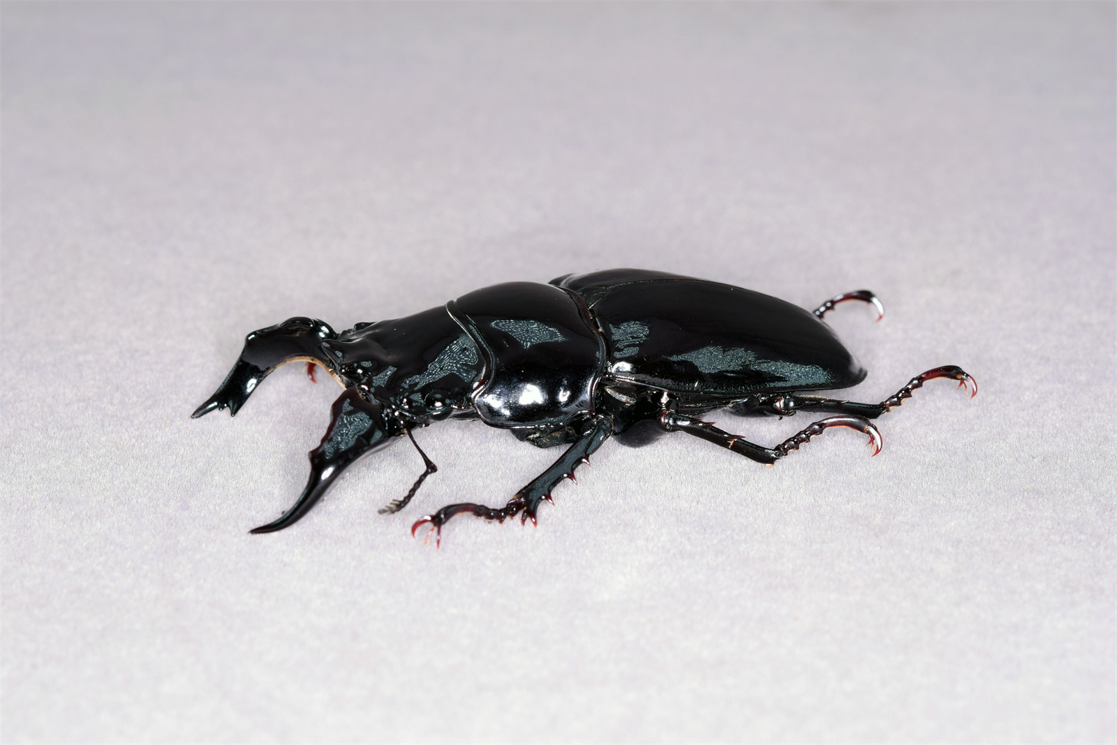 Mesotopus Tarandus Insect Model Realistic Beetle Decoration Fridge ...