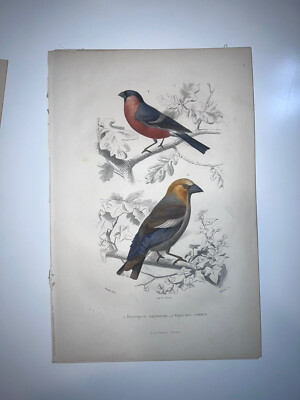 1860 Orbigny Buffon BIRDS Hand Colored Engraving Grosbeak | eBay