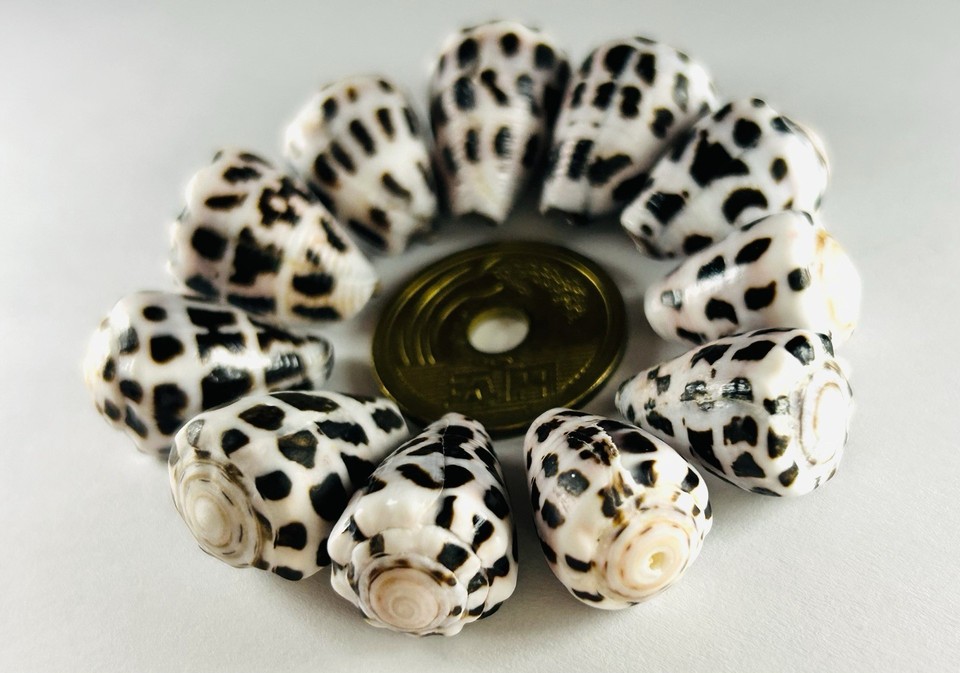 Natural Seashell Cone Shell Small size Art Craft Shells of Okinawa | eBay