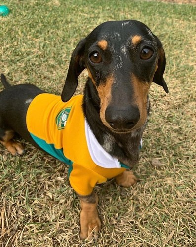 Australian Wallabies Dog Jersey shirt x small 20cm dog - poly mix w ...
