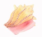 Conch Shell By Ciel Collectables. Hand Crafted with Swarovski Crystals ...