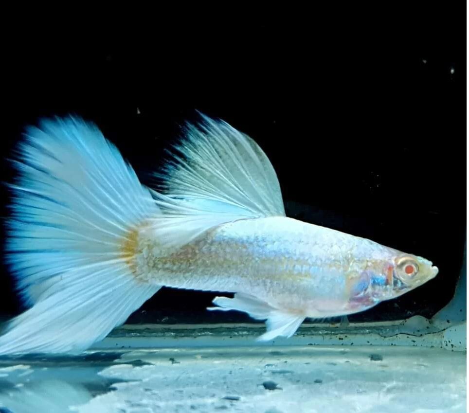 1 PAIR - Live Aquarium Guppy Fish High Quality - ALBINO PLATIUM WHITE ...