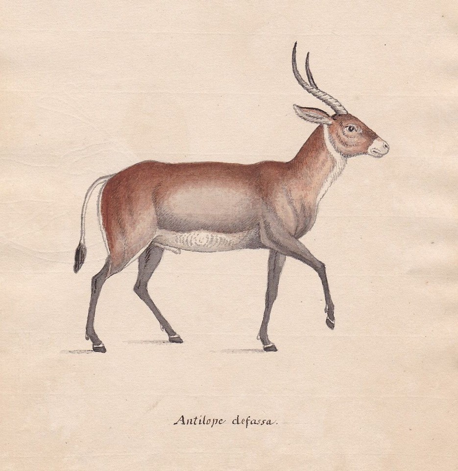 1800 Antelope Waterbuck Original Watercolor Drawing | eBay