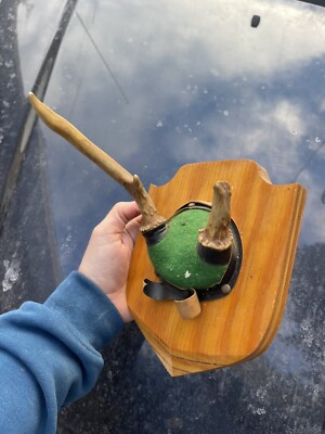 Vintage Non Typical Whitetail Deer Antlers Rack Mounted Spike Horn ...