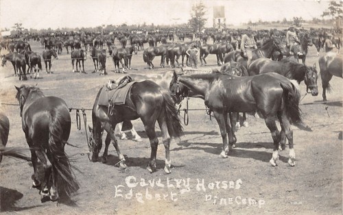 J49/ Pine Camp New York RPPC Postcard c1910 Carthage Cavalry Horses 4 ...