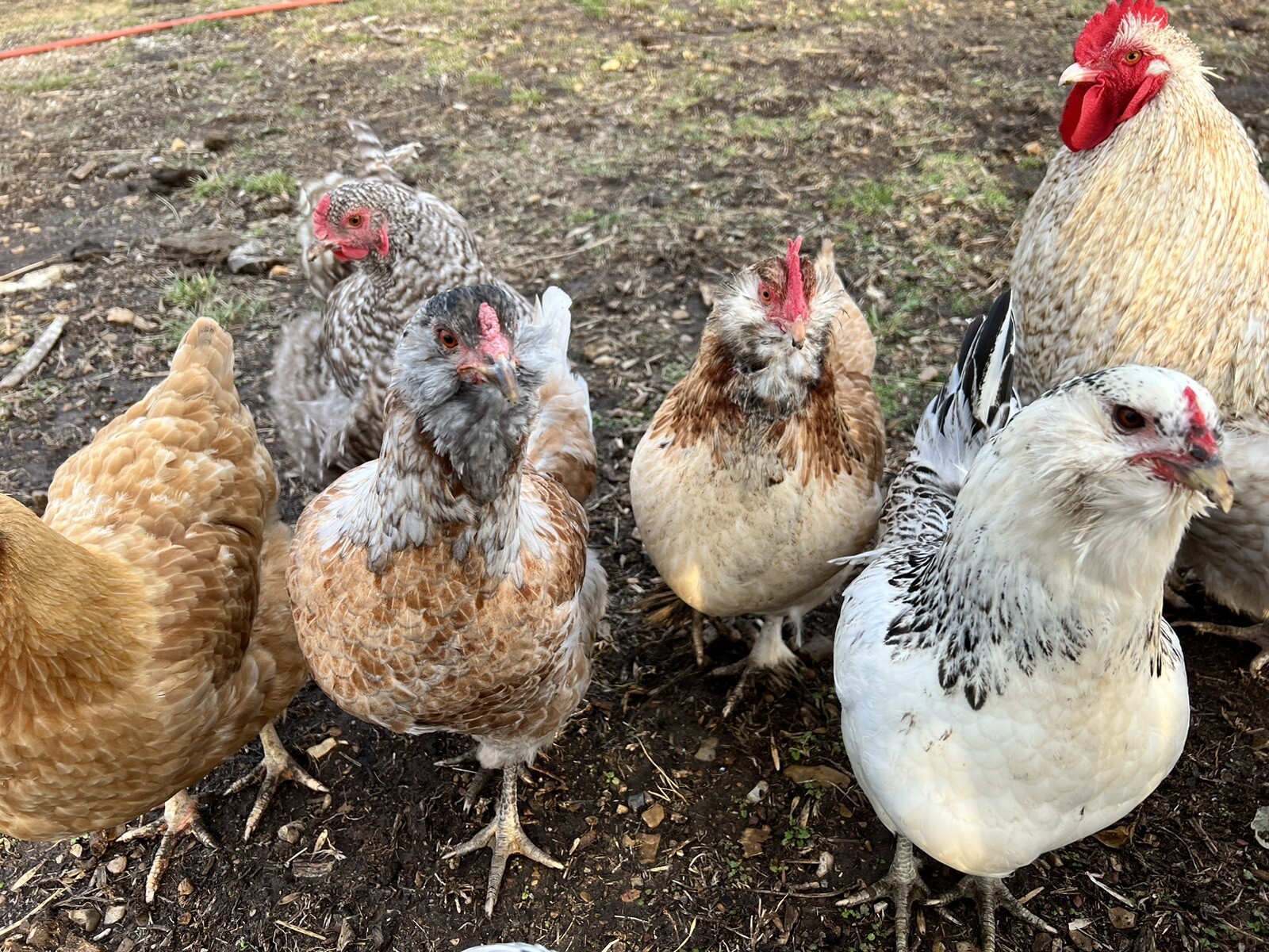 6+ Chicken Hatching Eggs Ameraucanas, Easter and OIive Eggers, Salmon Faverolles | eBay