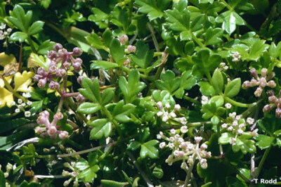 Apium prostratum - Sea Celery 10 seeds | eBay Australia