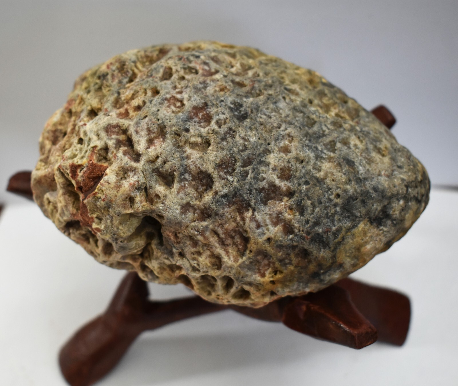 Golden Drusy Crystal Brain Geode North Carolina on Display Carved Wood ...