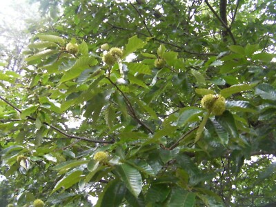 4 Dunstan American-Chinese chestnut trees, seedlings in pots, 10-20 ...