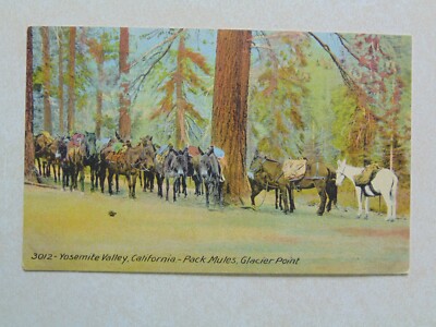 D2279 Postcard Yosemite Valley California Pack Mules Glacier Point CA ...