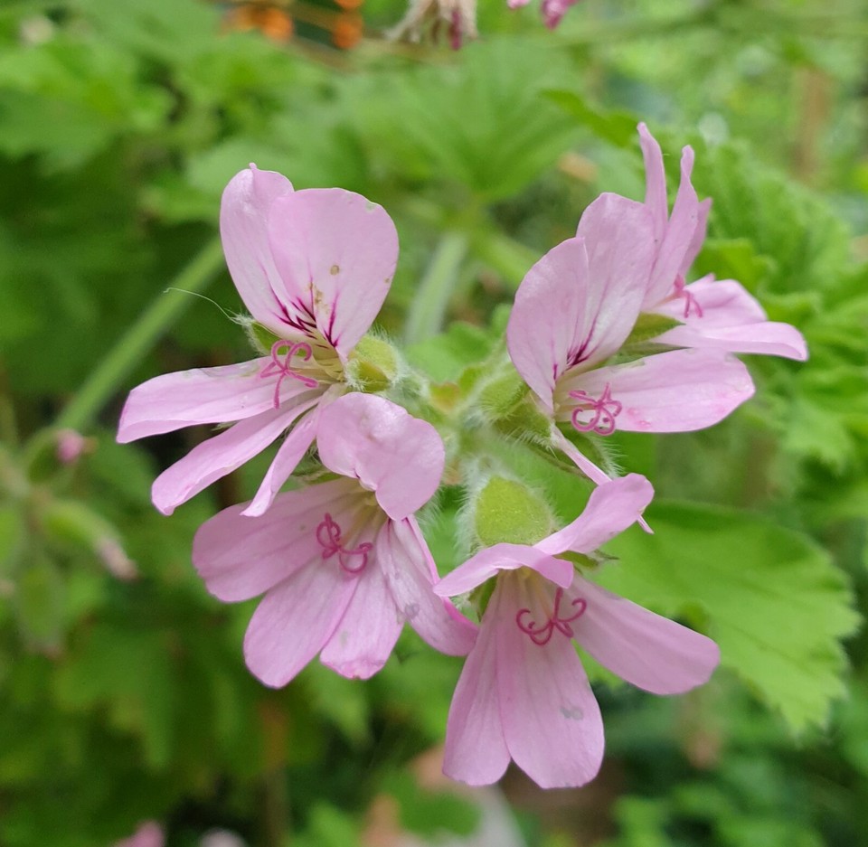 Pelargonium, Lemon Scented Geranium Pink, Medicinal, 2 plants | eBay UK