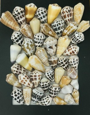 Hebrew Cone mix Shell japanese sea Shells of Okinawa | eBay