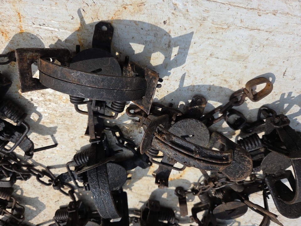 Lot of (16) Used Victor Number 1 1/2 Coil Spring Traps | eBay