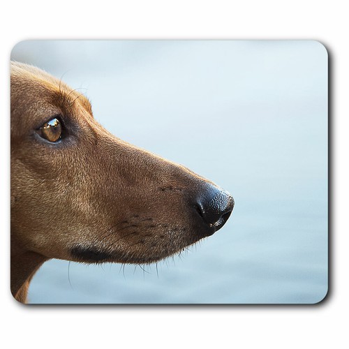 Computer Mouse Mat - Brown Miniature Dachshund Dog Face Office Gift ...