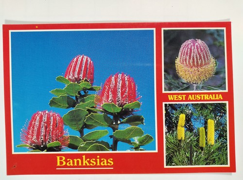 Postcard, WA Wildflowers of Western Australia multiview, flora, flower ...