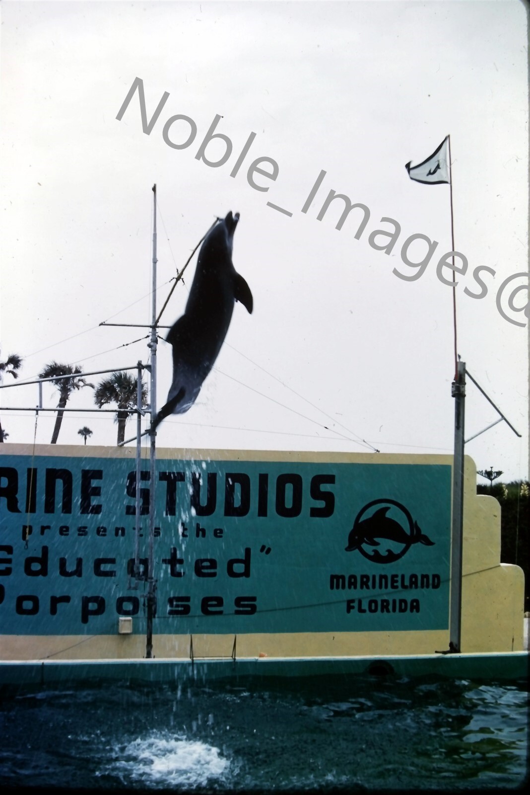 1961 Marine Studios Porpoise Show Marineland FL Kodachrome 35mm Slide ...